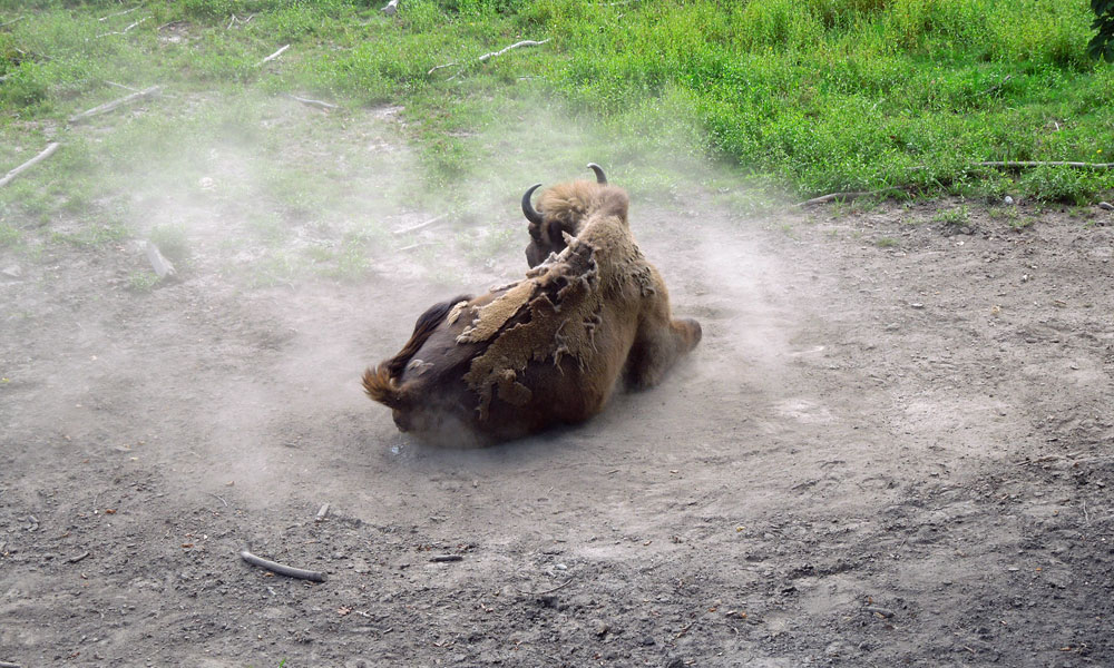Wildpark & Zoo | wanderzwerg.eu - aktiv mit kindern